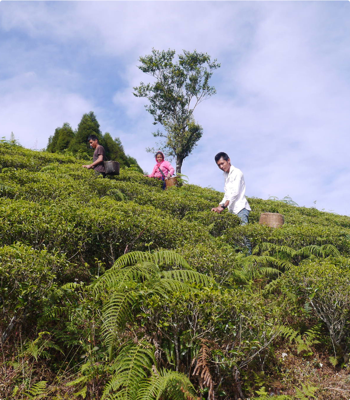 Suki Tea Makers | Loose Leaf Tea | Plastic Free Tea